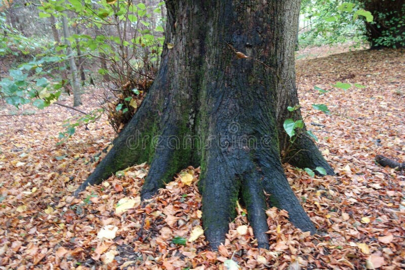 The Feet of Trees stock image. Image of tree, leaves - 159452439