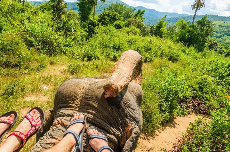 Feet of Two People on Ephant S Head in Jungle Stock Image - Image of ...