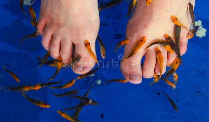 Feet Undergo Peeling Fish Procedure in Aquarium Stock Photo - Image of ...