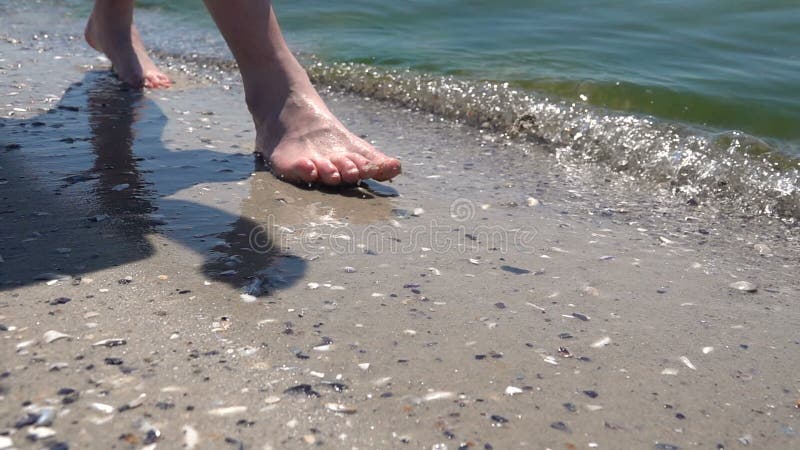 Seashells on the Sandy Beach Stock Photo - Image of shape, coastline ...