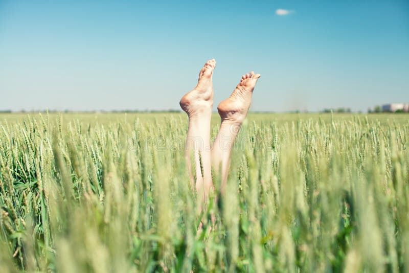 Feet in wheat stock image. Image of grain, field, girl - 55263845