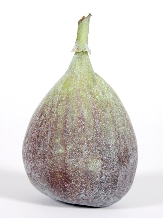 Feige stockfoto. Bild von feige, frucht, geschmackvoll - 12685238