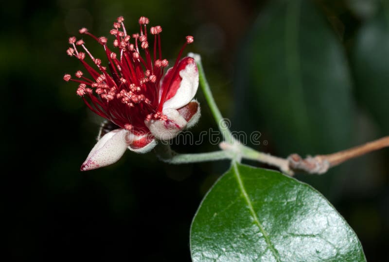 Feijoa flower stock image. Image of cultivated, closeup - 14694347