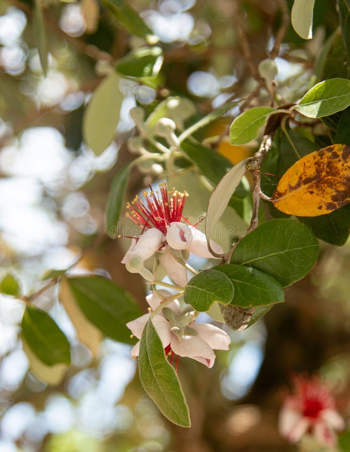 Feijoa Flowers on a Tree Branch Stock Image - Image of branch, feijoa ...