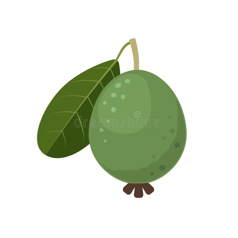 Feijoa Drawing Stock Illustrations – 603 Feijoa Drawing Stock ...