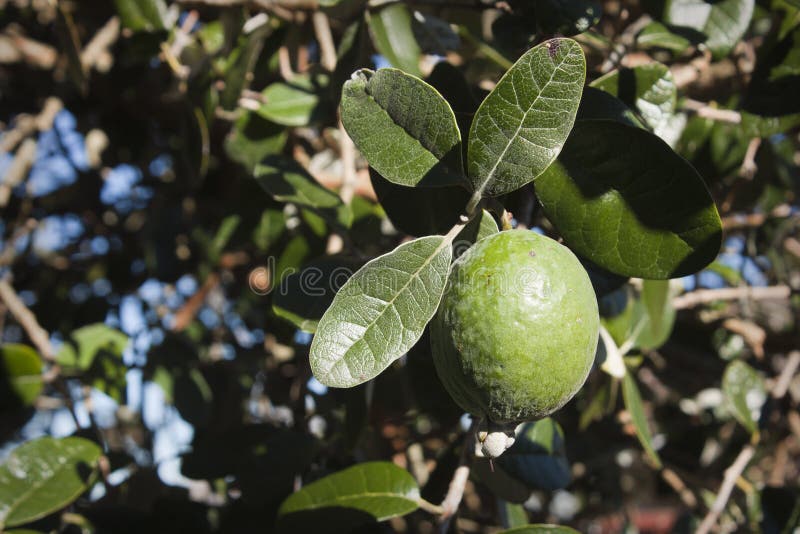 Feijoa fruit on tree stock image. Image of nutritious - 72631335