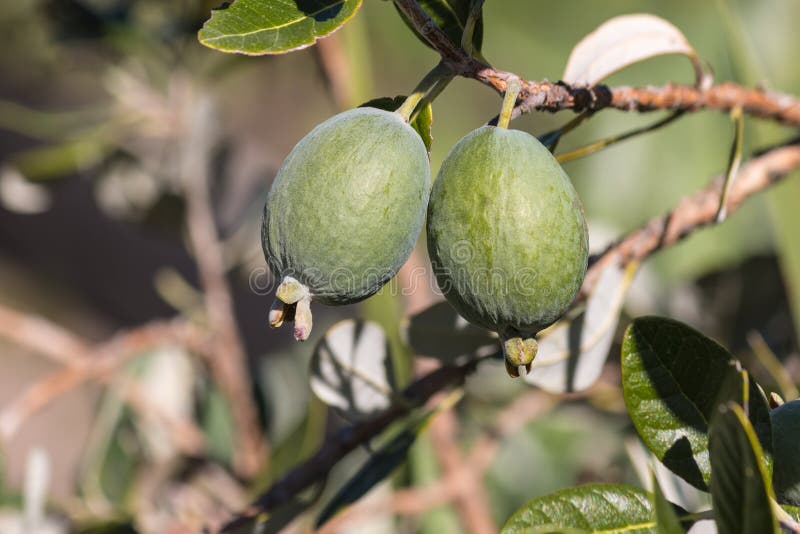 Feijoa fruit on tree stock photo. Image of healthy, sellowiana - 70275348
