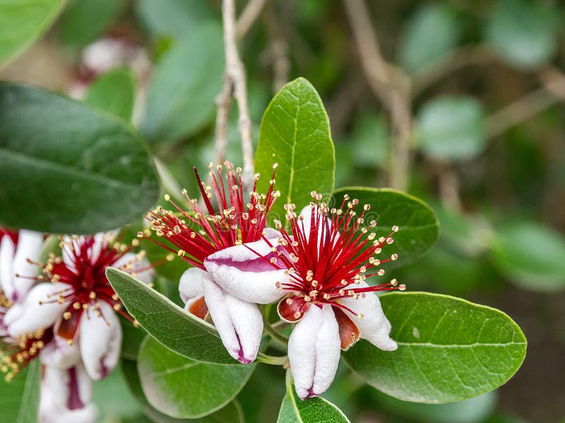 Feijoa tree flower stock image. Image of beautiful, acca - 106037327