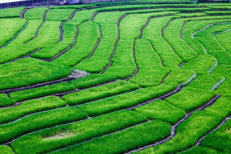 Feild stock photo. Image of plant, grass, mountain, crop - 26286452