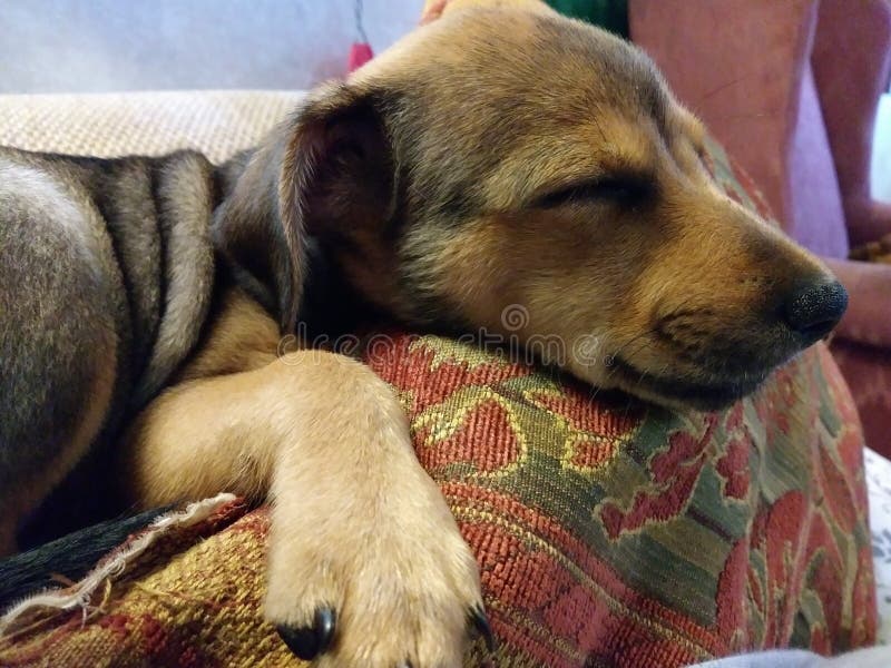 Napping puppy stock image. Image of cuddle, obedient - 29906181