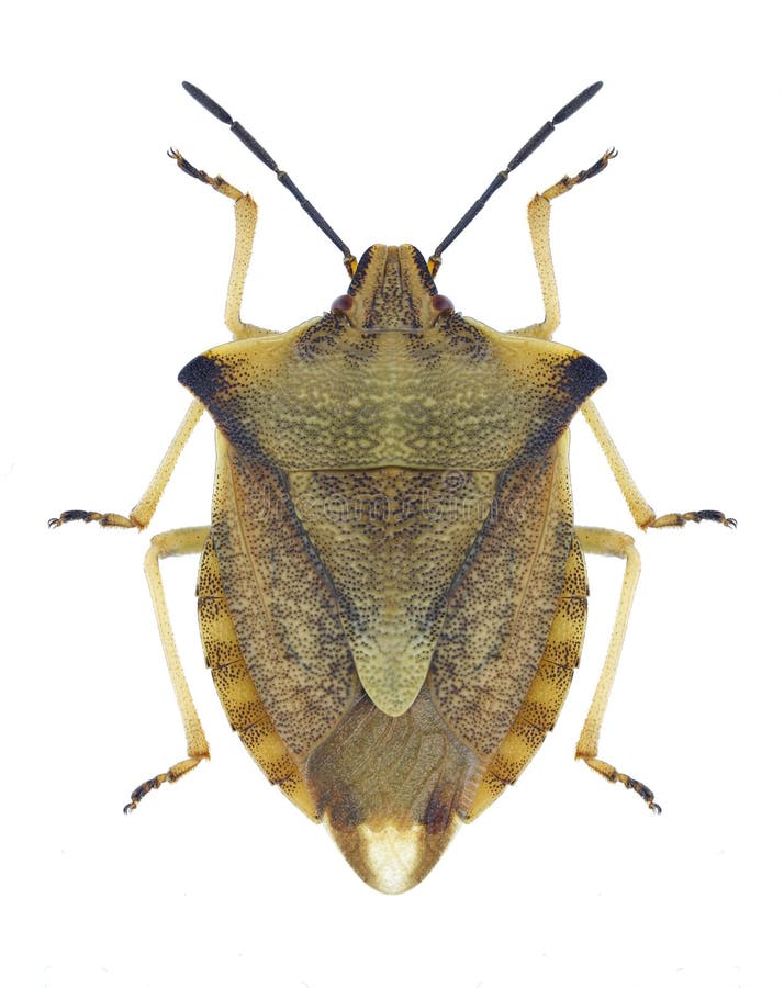 Carpocoris fuscispinus arkivfoto. Bild av zoologi, litet - 31421600