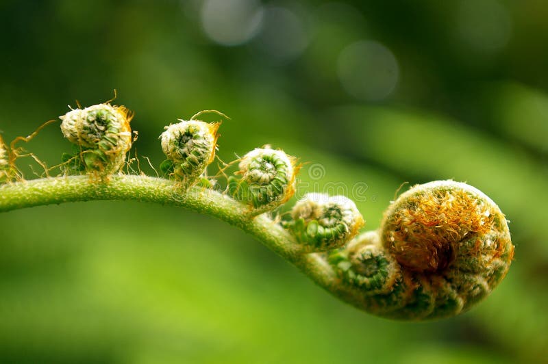Simbolo Della Felce Di Albero Di Koru Della Nuova Zelanda Fotografia ...