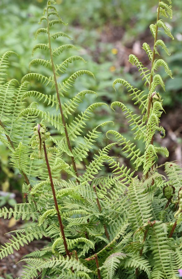 Felce Aquilina O Felci Comuni Nella Foresta Immagine Stock - Immagine ...