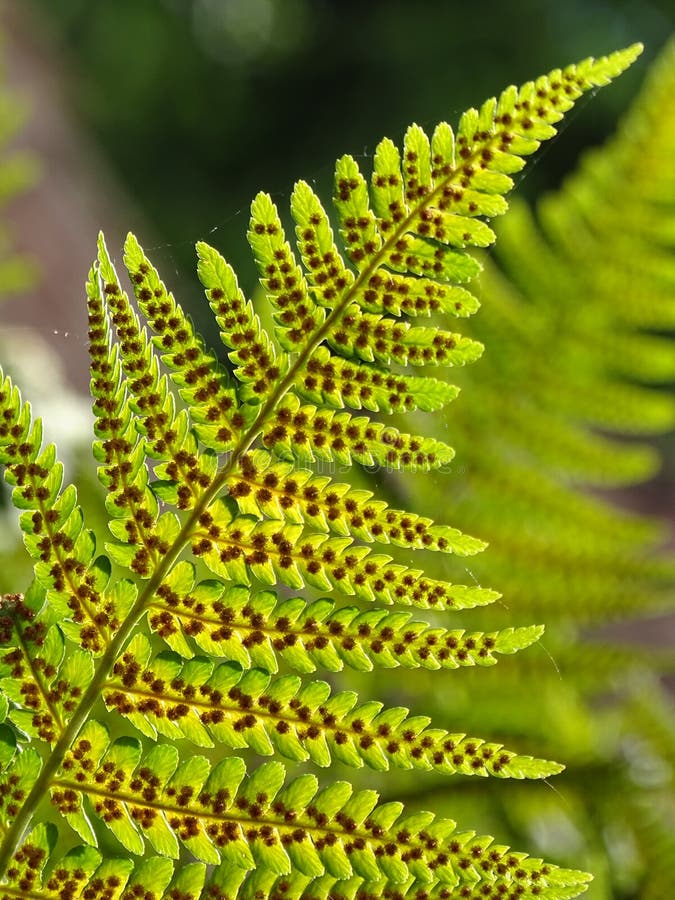 Felce comune fotografia stock. Immagine di estate, naturalness - 97060226