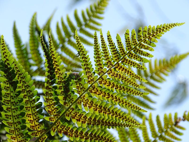 Felce comune fotografia stock. Immagine di estate, naturalness - 97060226