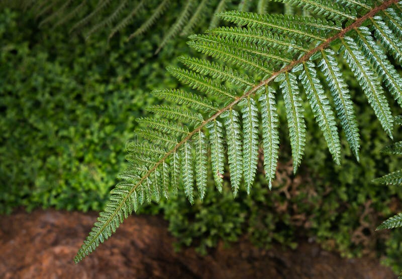 Le Felci Verdi Lascia Il Fondo Del Modello Fondo Verde Scuro Di Tono ...