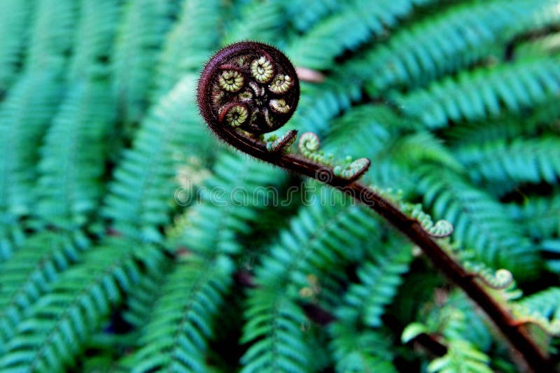 Simbolo Della Felce Di Albero Di Koru Della Nuova Zelanda Fotografia ...