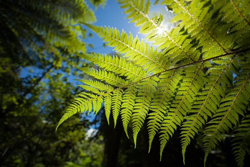 Koru Della Felce Della Nuova Zelanda Fotografia Stock - Immagine di ...