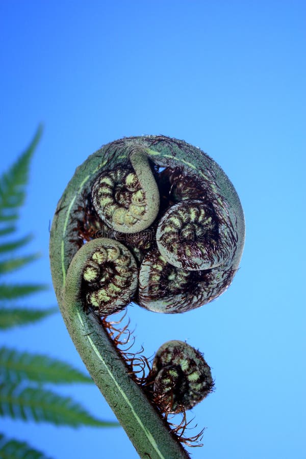 Simbolo Della Felce Di Albero Di Koru Della Nuova Zelanda Fotografia ...