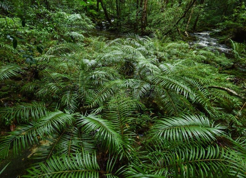 Simbolo Della Felce Di Albero Di Koru Della Nuova Zelanda Fotografia ...