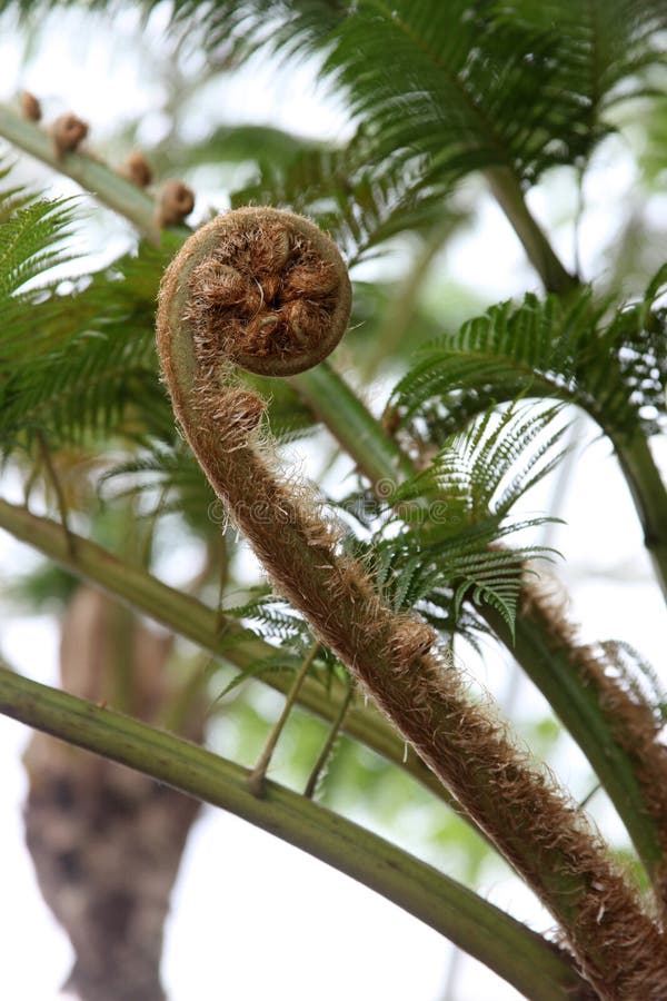 Simbolo Della Felce Di Albero Di Koru Della Nuova Zelanda Fotografia ...