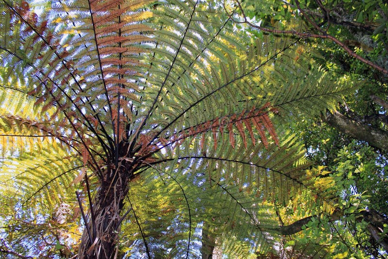Spiegare Di Fern Koru Dell'albero Della Nuova Zelanda Fotografia Stock ...