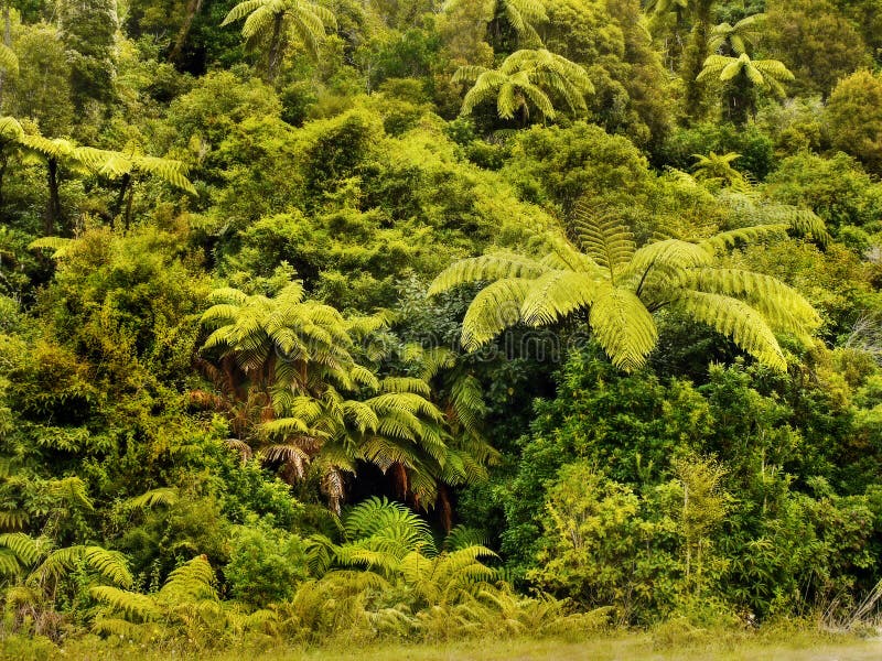 Felce Di Albero, Foresta Pluviale Tropicale Fotografia Stock - Immagine ...