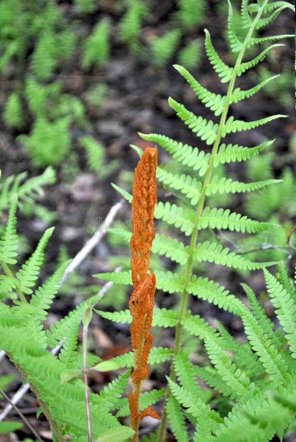 Felce cannella immagine stock. Immagine di selvaggio - 51146377