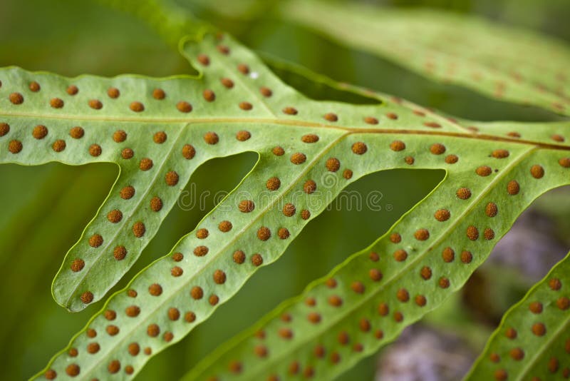 Spore di felce fotografia stock. Immagine di vene, particolare - 14890042
