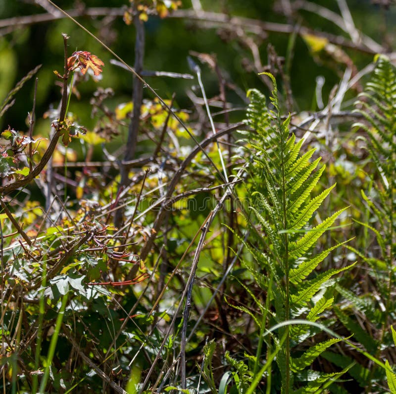 Felce Maschio; Filix-mas Del Dryopteris Immagine Stock - Immagine di ...