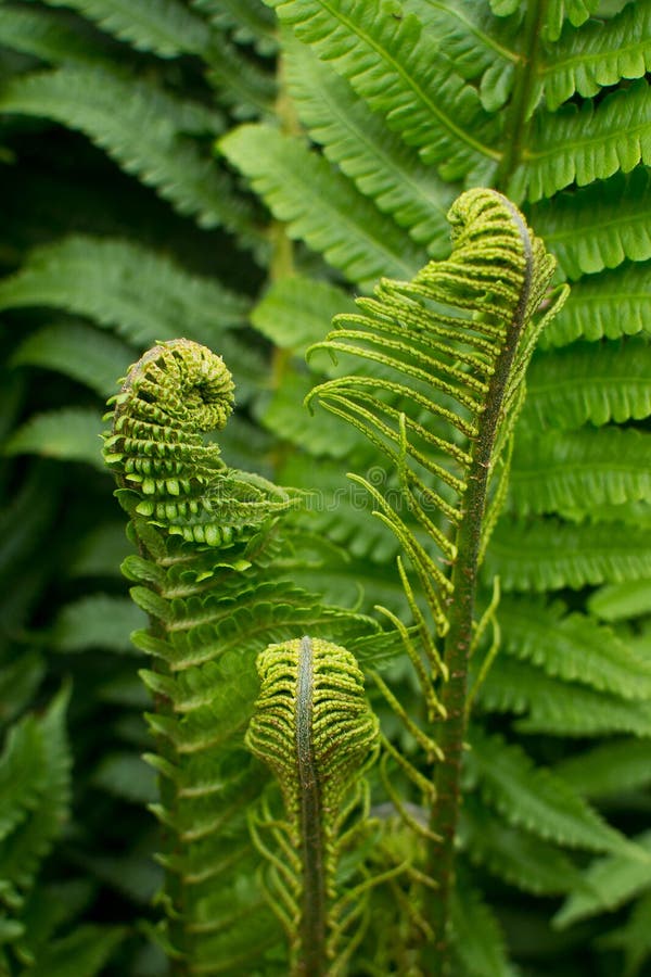 Simbolo Della Felce Di Albero Di Koru Della Nuova Zelanda Fotografia ...
