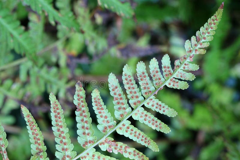 Felce - Sporangi fotografia stock. Immagine di fiore - 47294982