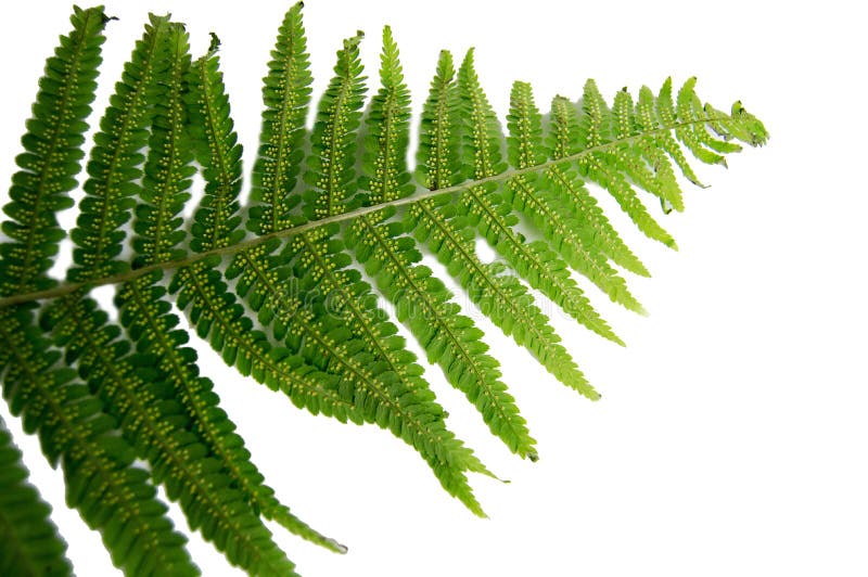 Foglia Della Felce Isolata Su Fondo Bianco, Fondo Della Foglia Del ...