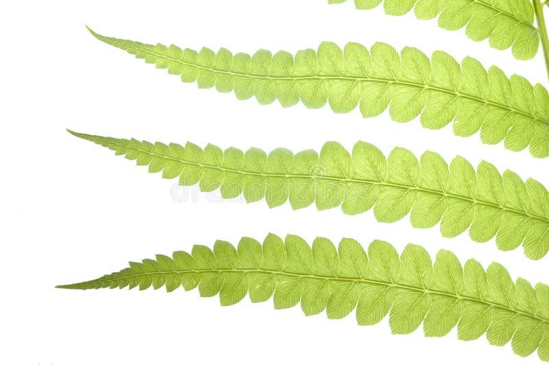 Sporangio Sulla Felce Della Foglia Fotografia Stock - Immagine di ...