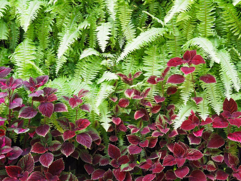 Felce Verde E Piccola Pianta Rossa Sul Giardino Verticale Immagine ...