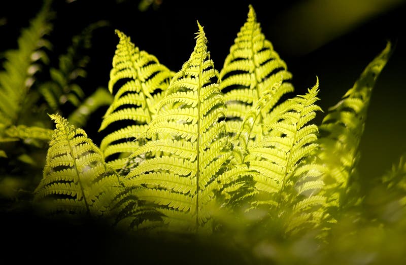 Foglia Delle Felci Con Le Spore Immagine Stock - Immagine di struttura ...