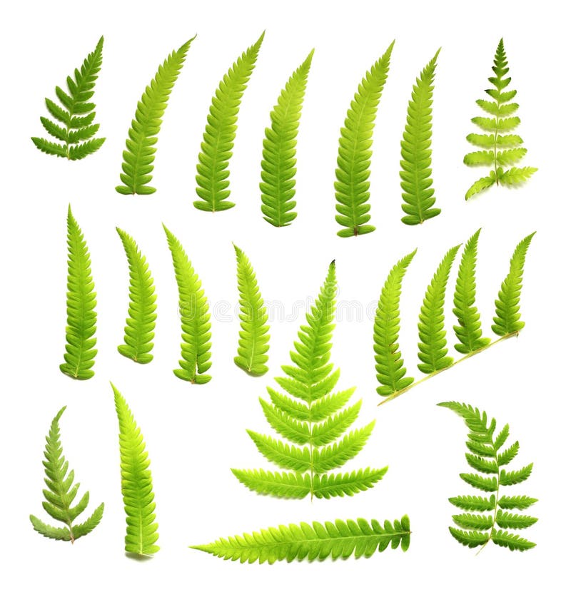 Set di felci diverse illustrazione vettoriale. Illustrazione di flora ...