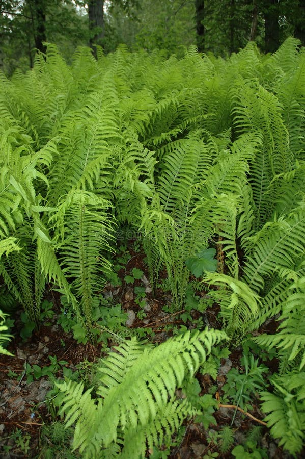 Felci a riccio fotografia stock. Immagine di felce, spore - 888518