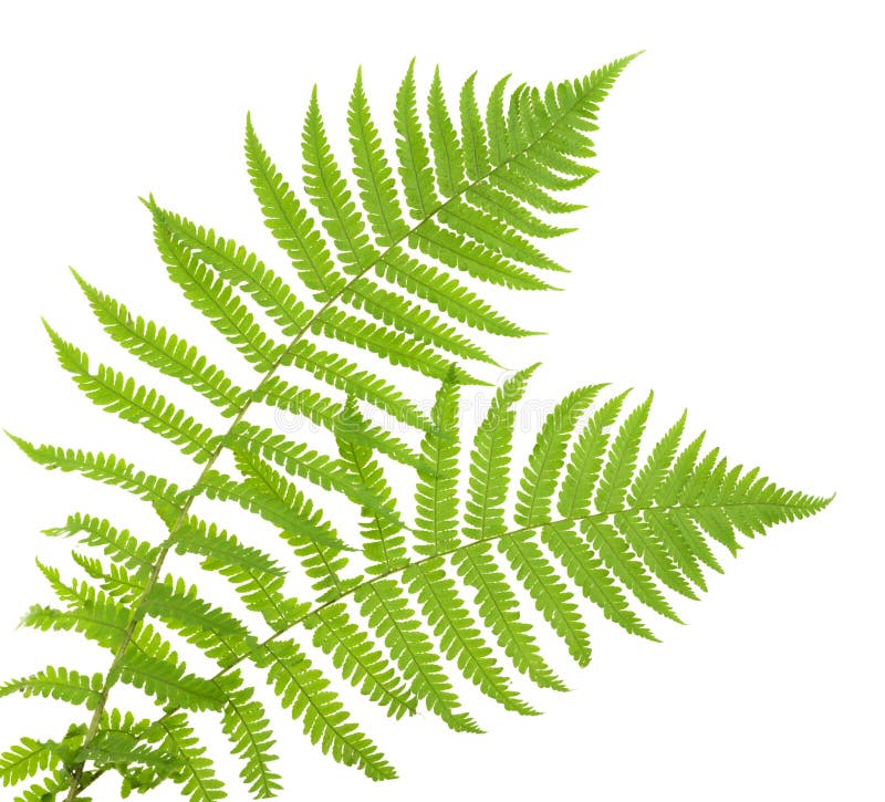 Felci Isolate Su Sfondo Bianco, Ritaglio Fotografia Stock - Immagine di ...