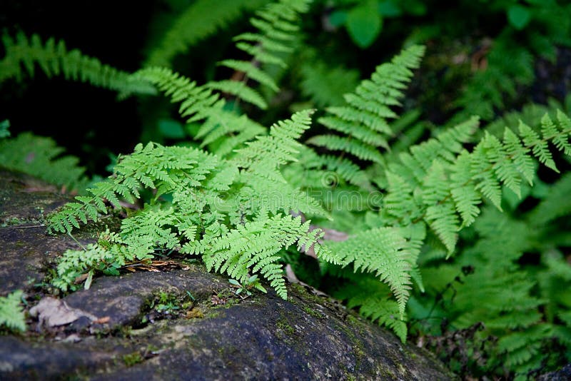Felci Sul Pavimento Della Foresta Fotografia Stock - Immagine di umido ...