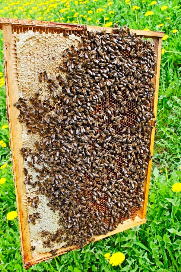 Apiarist Und Feld Mit Bienen. Stockbild - Bild von mann, älter: 19629855