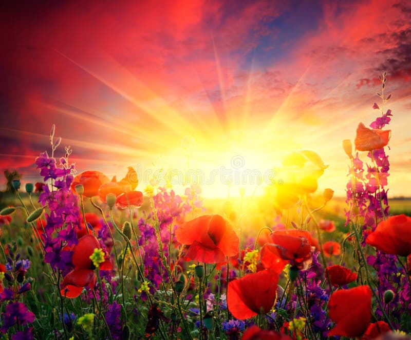 Feld Der Blühenden Mohnblumen Stockbild - Bild von strahlen, land: 24662513