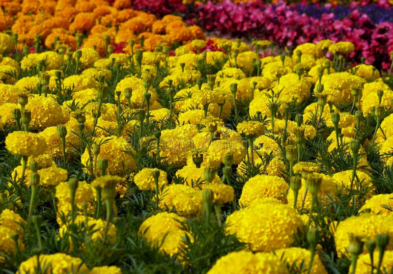 Feld der Blumen stockfoto. Bild von garten, dynamisch - 3383268