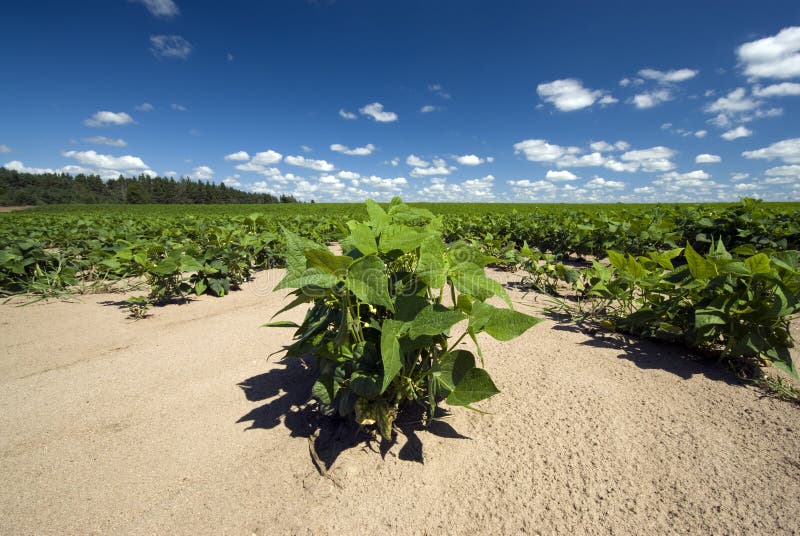 Weiße Bohnen in der Hand stockfoto. Bild von herbst, finger - 29167250