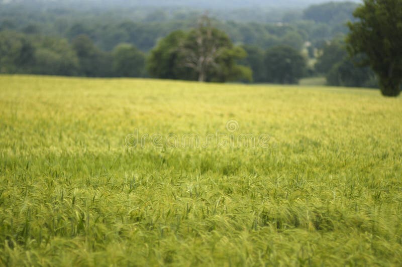 Feld der Gerste stockbild. Bild von gold, landwirtschaft - 897223