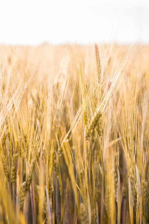 Feld der Getreide stockfoto. Bild von trocken, roggen - 25015378