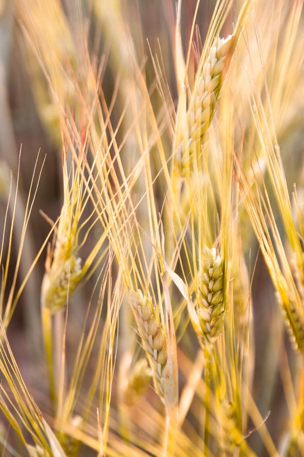 Feld der Getreide stockbild. Bild von saatgut, getreide - 25015389