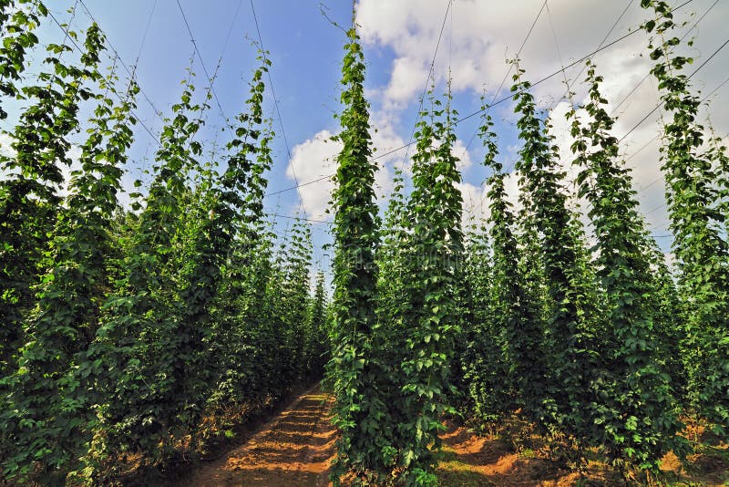 Feld der Hopfen stockbild. Bild von grün, niedrig, landwirtschaft ...