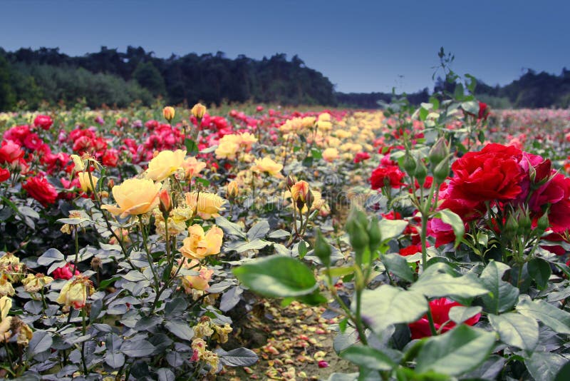 Feld der Rosen stockfoto. Bild von holländisch, gärtnern - 2697588