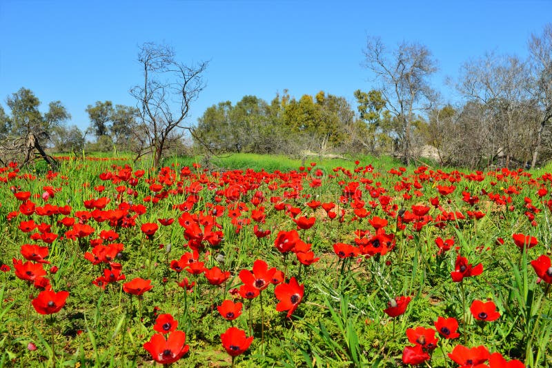Feld der roten Blumen stockbild. Bild von trocken, nave - 29076621